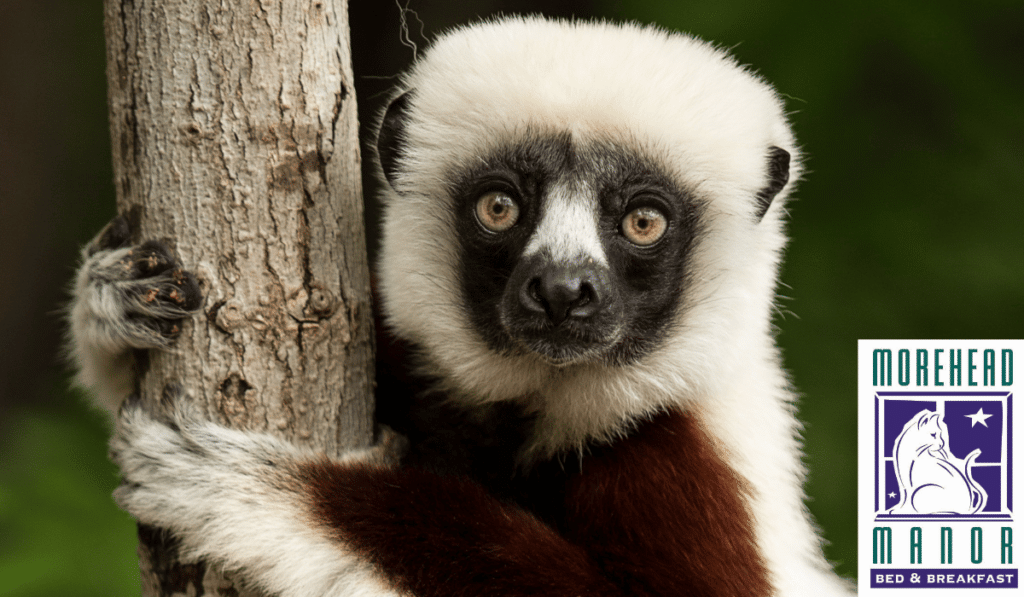 How To Take a Tour of The Famous Duke Lemur Center In DurhamMorehead ...